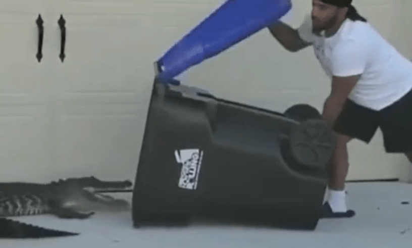 Watch Man Capture Alligator In Trash Can! Epic! (Video) – The ...